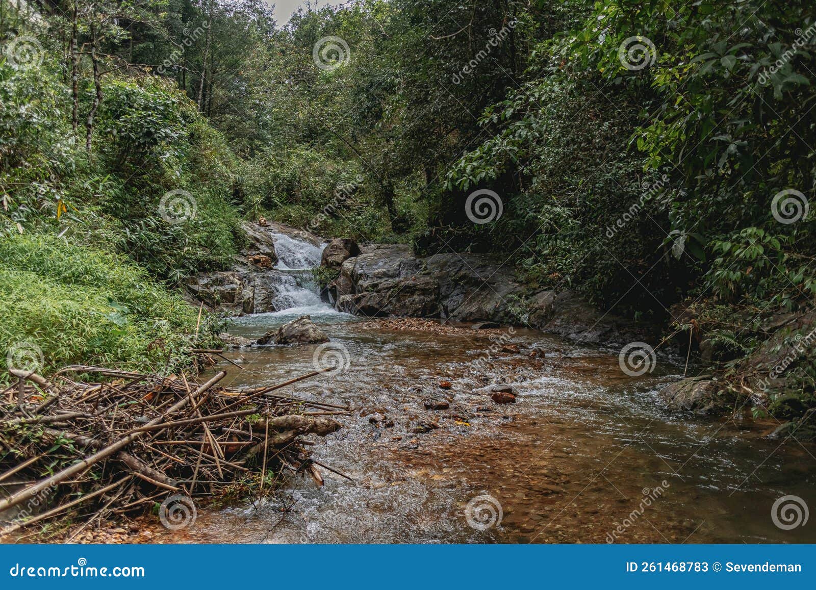 Nature River Stream of Tropical Forrest Stock Image - Image of rock ...