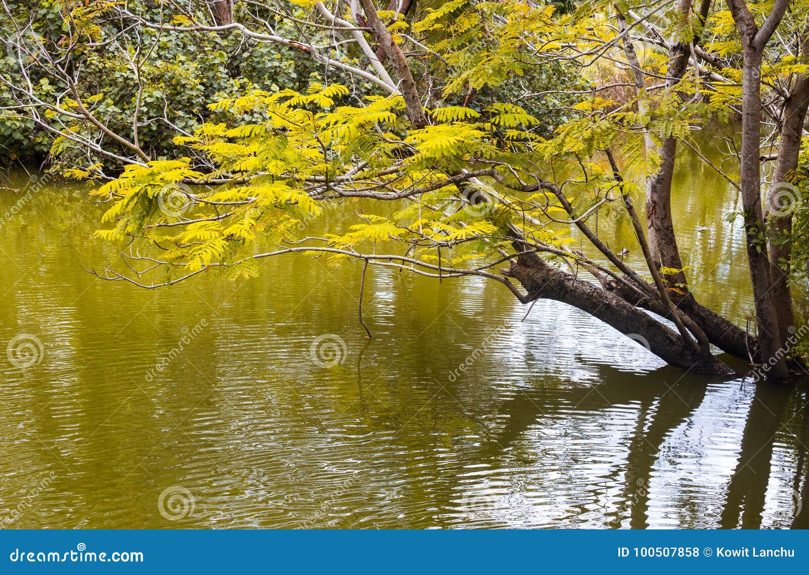 Nature of the River with a Tree in the Water Stock Photo - Image of ...