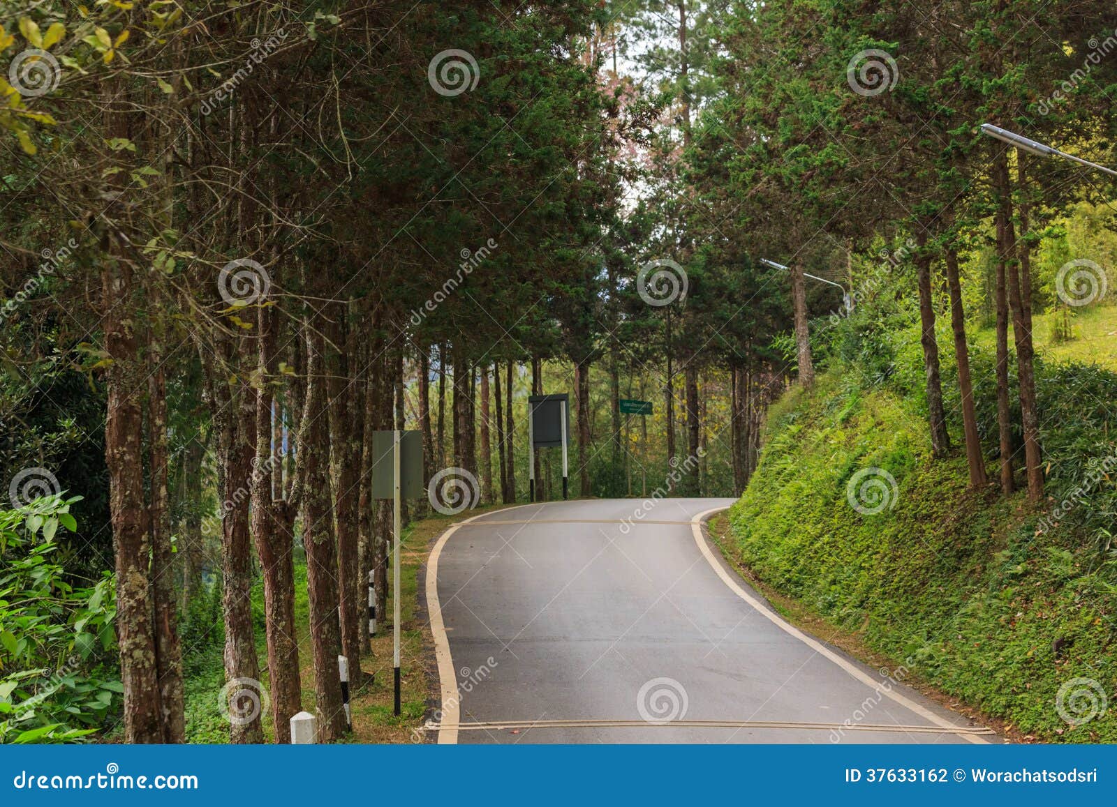 Nature road stock photo. Image of flower, country, forest - 37633162