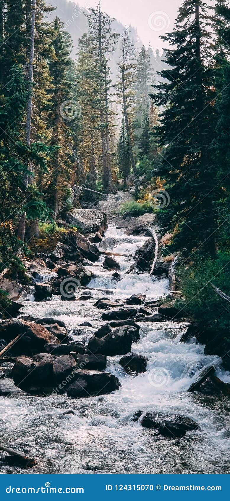 Nature Rush stock photo. Image of water, rush, nature - 124315070