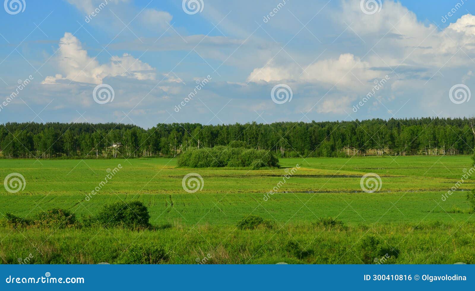 Nature of Russia at the Beginning of Summer - Wild Grass and Birch ...