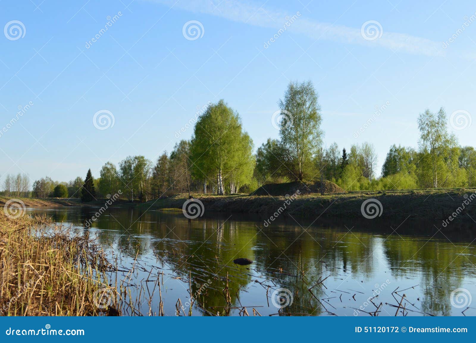 Nature stock photo. Image of grass, forest, spring, nature - 51120172