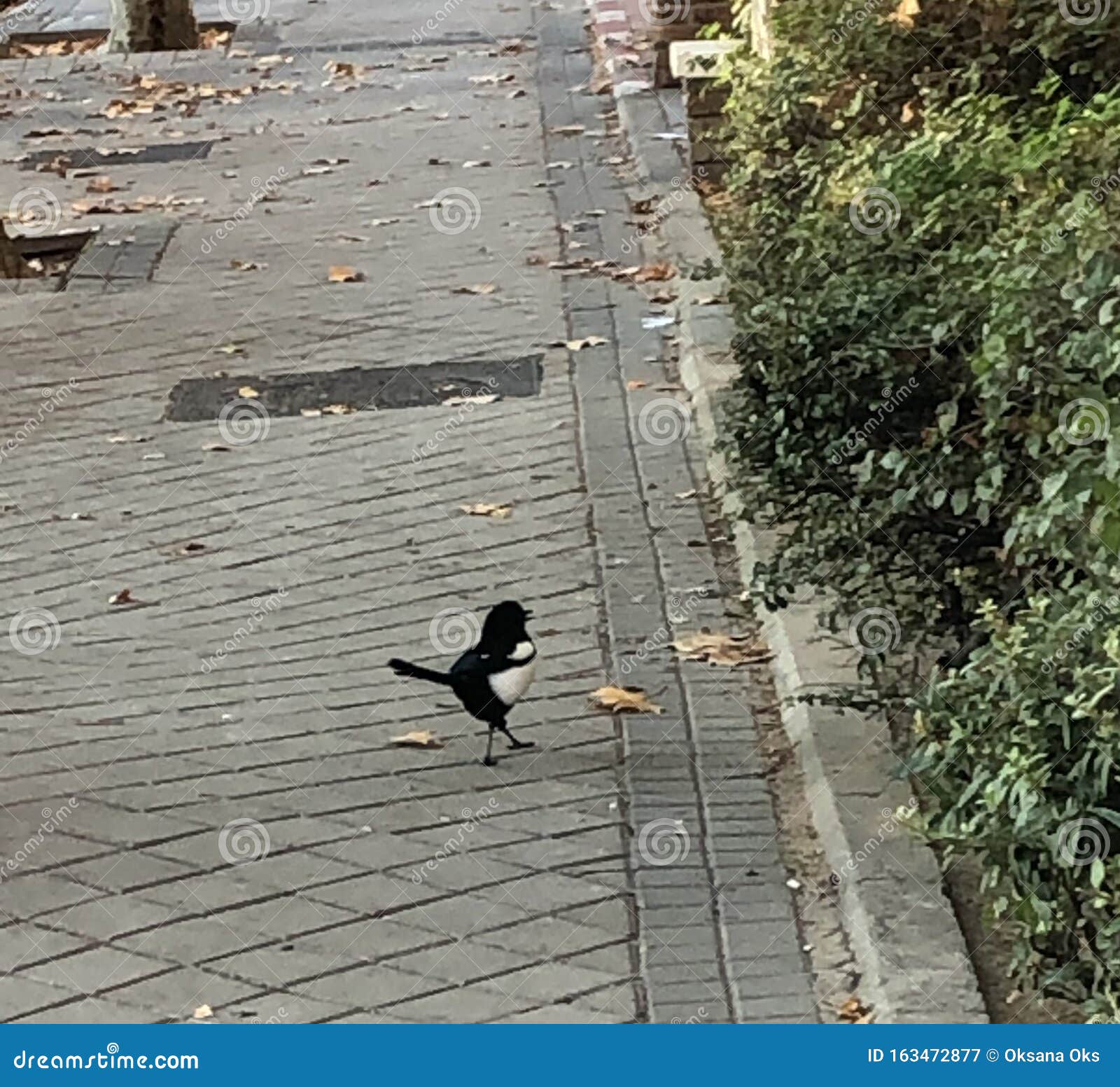 Nature S Amazing, Birds in the Streets Stock Image - Image of amazing ...