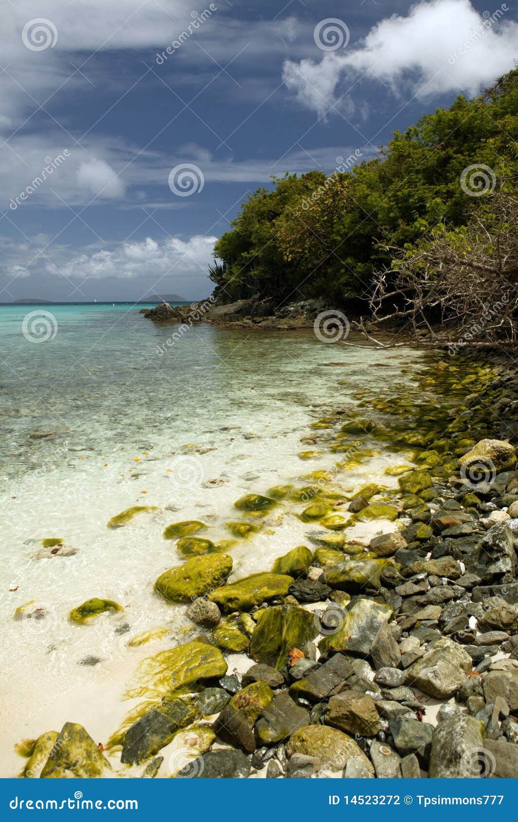 Nature s Awesome Glory stock photo. Image of ocean, tree - 14523272