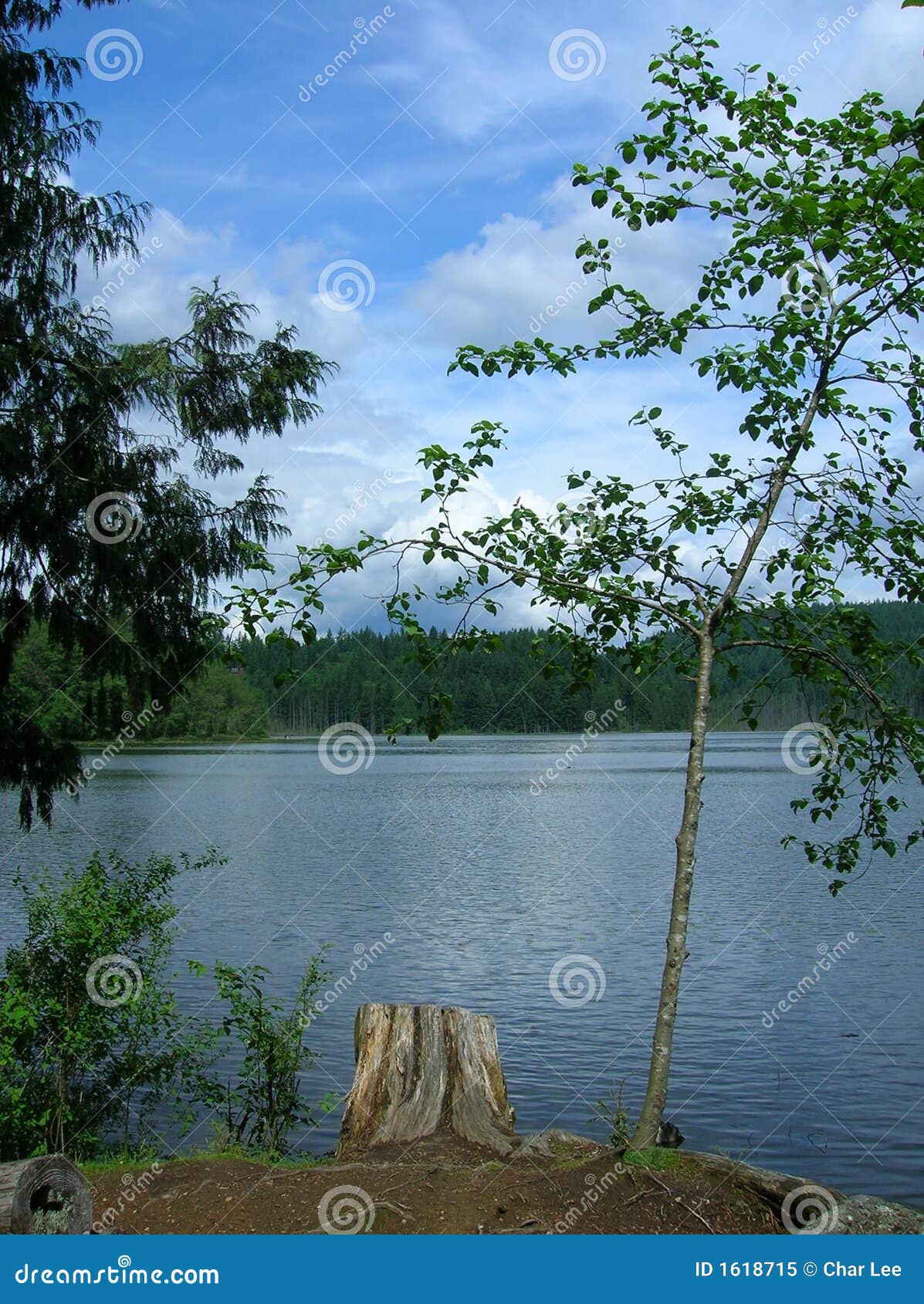 Nature s Backyard stock image. Image of relaxation, scene - 1618715