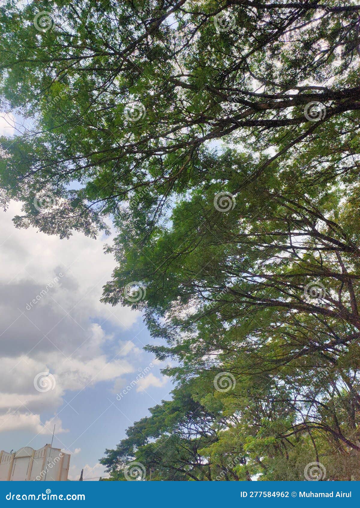 Nature& X27;s Coolness: Clear Sky Under Shady Trees Stock Photo - Image ...