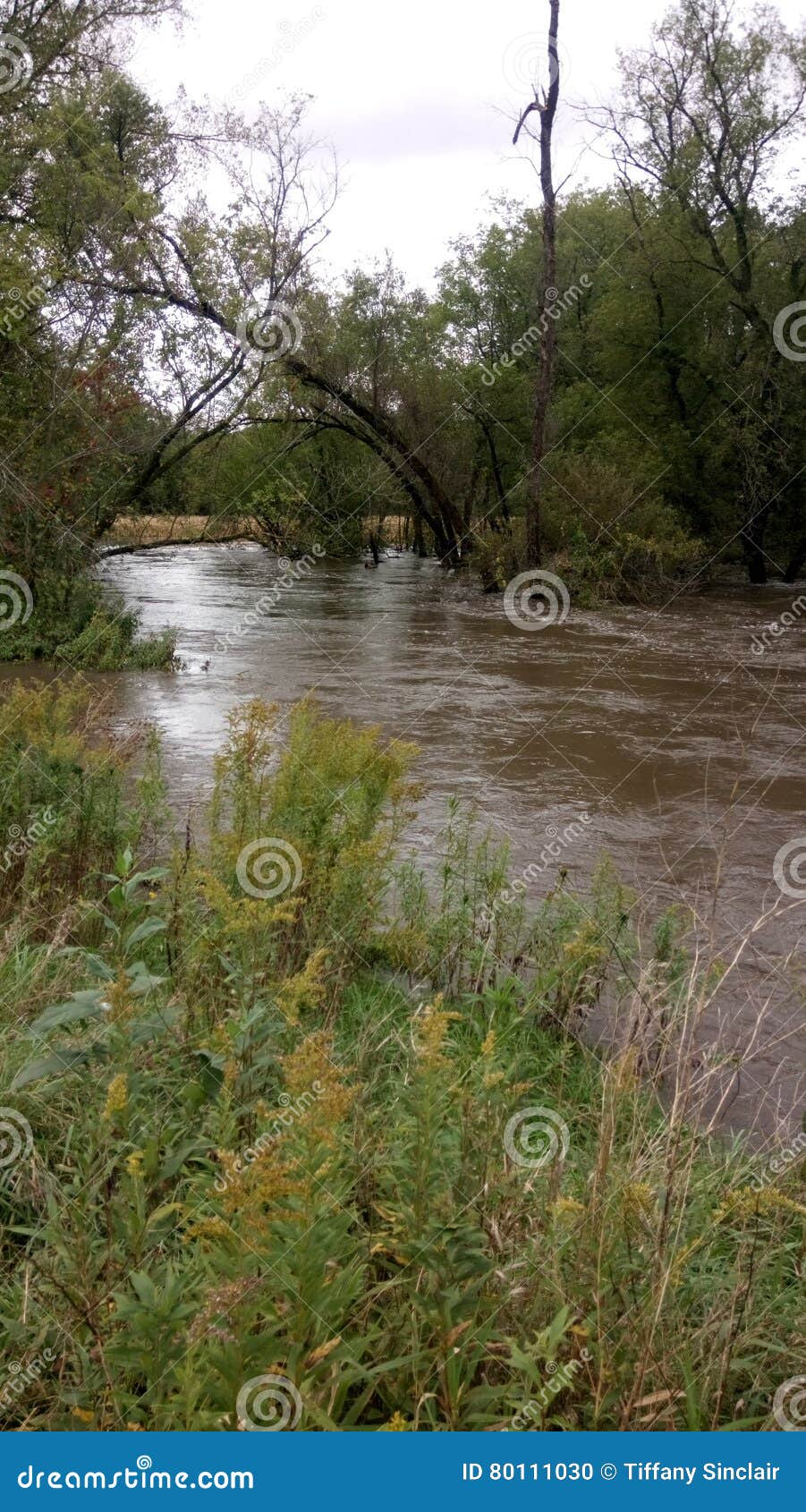 Nature s cry stock photo. Image of gathering, natures - 80111030