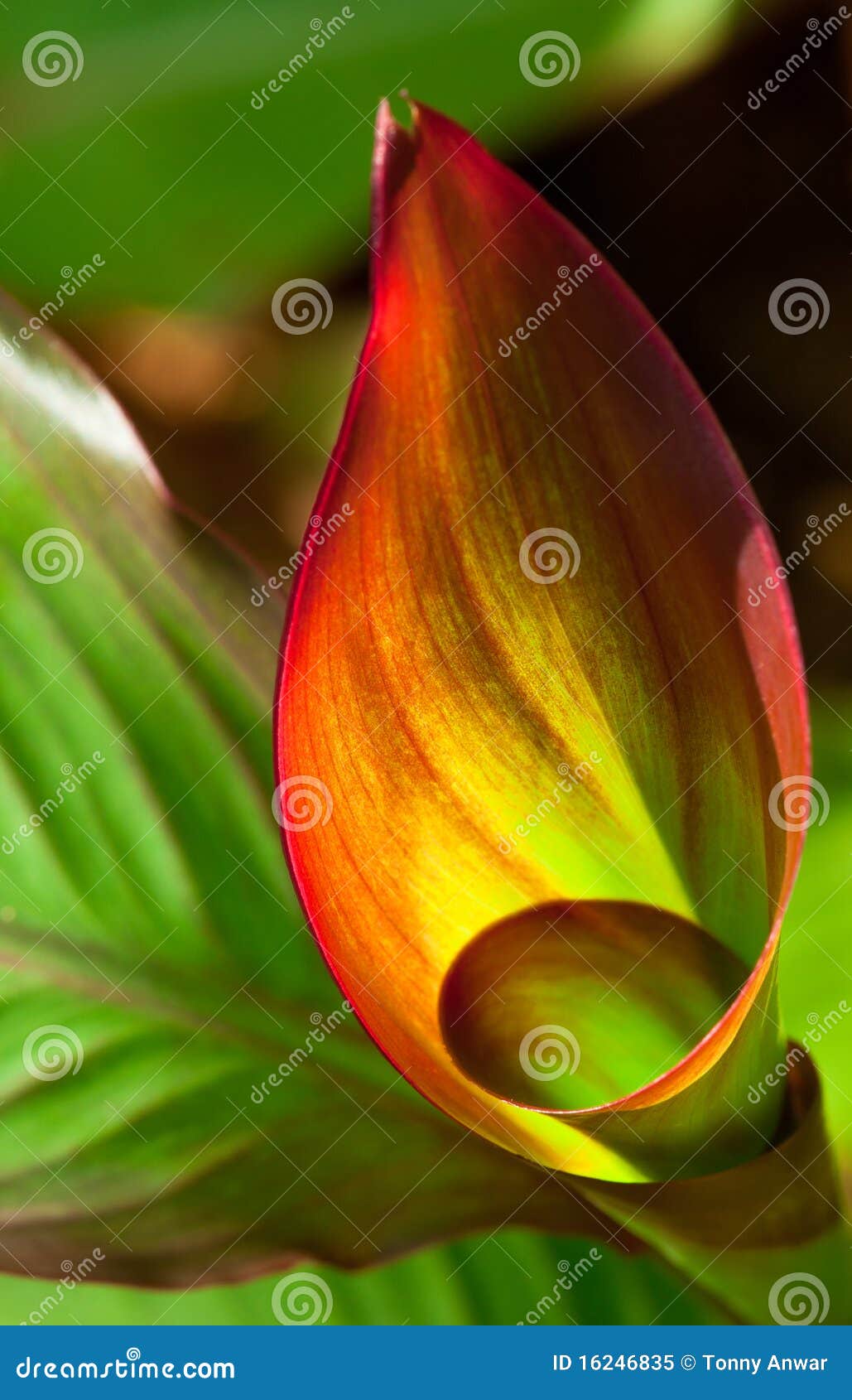 Nature s Curve and Fold stock image. Image of curl, botanical - 16246835