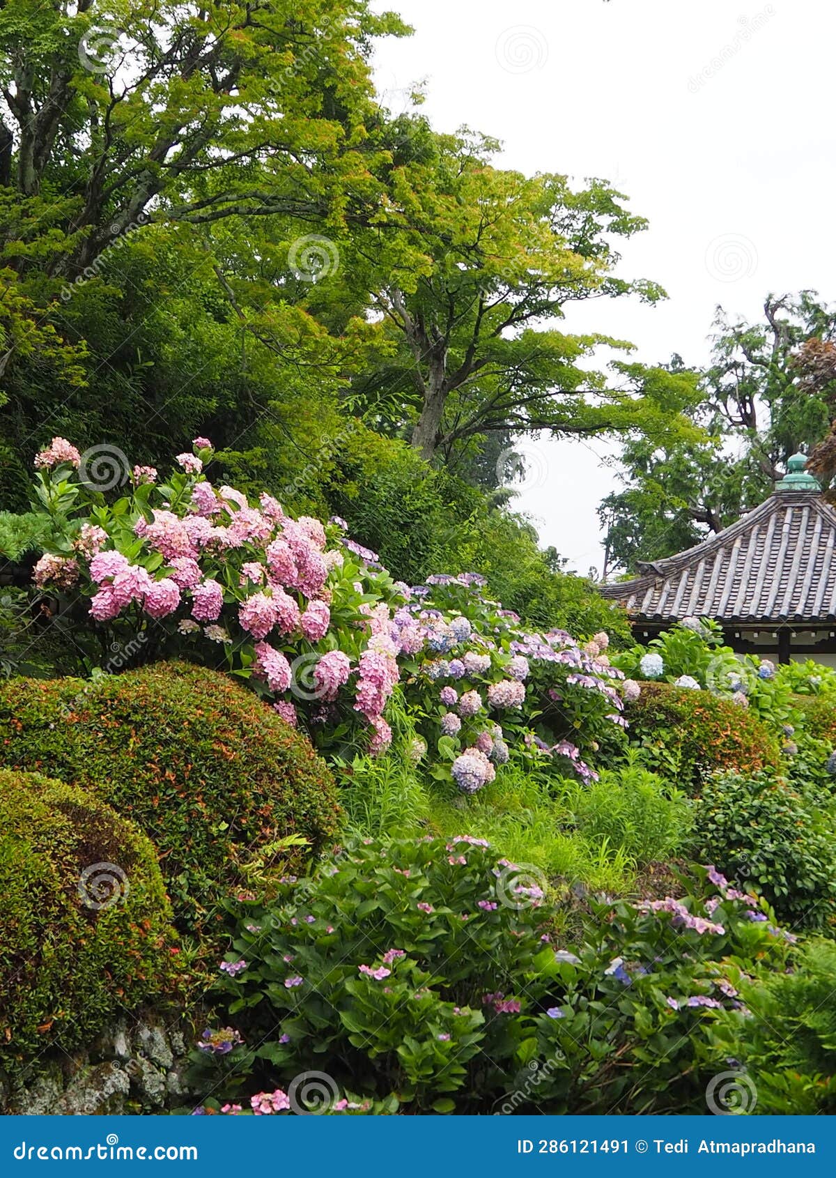Nature S Elegance: the Allure of Hydrangea Blooms Stock Image - Image ...