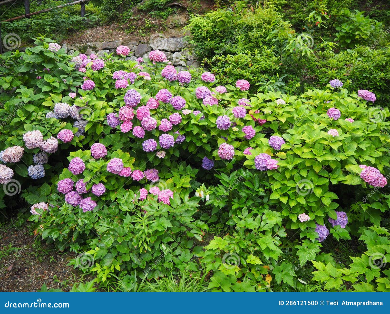 Nature S Elegance: the Allure of Hydrangea Blooms Stock Photo - Image ...