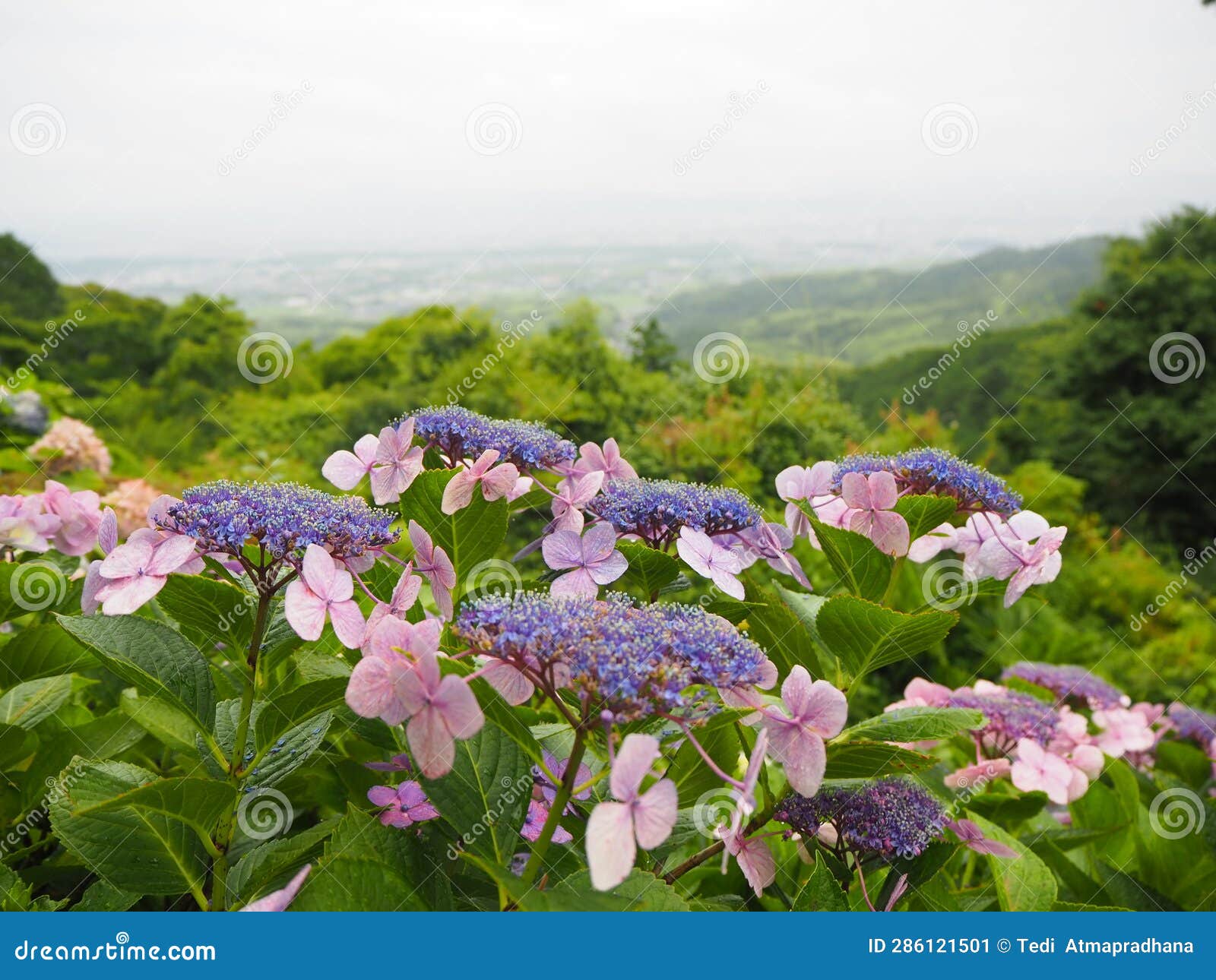 Nature S Elegance: the Allure of Hydrangea Blooms Stock Image - Image ...
