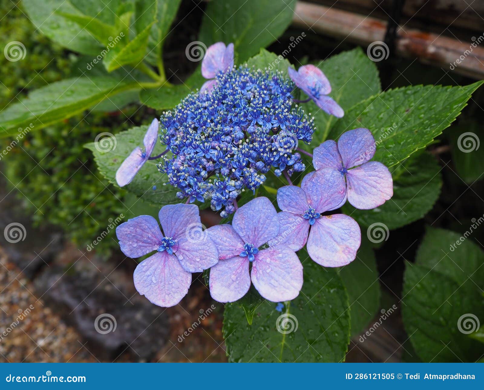 Nature S Elegance: the Allure of Hydrangea Blooms Stock Image - Image ...