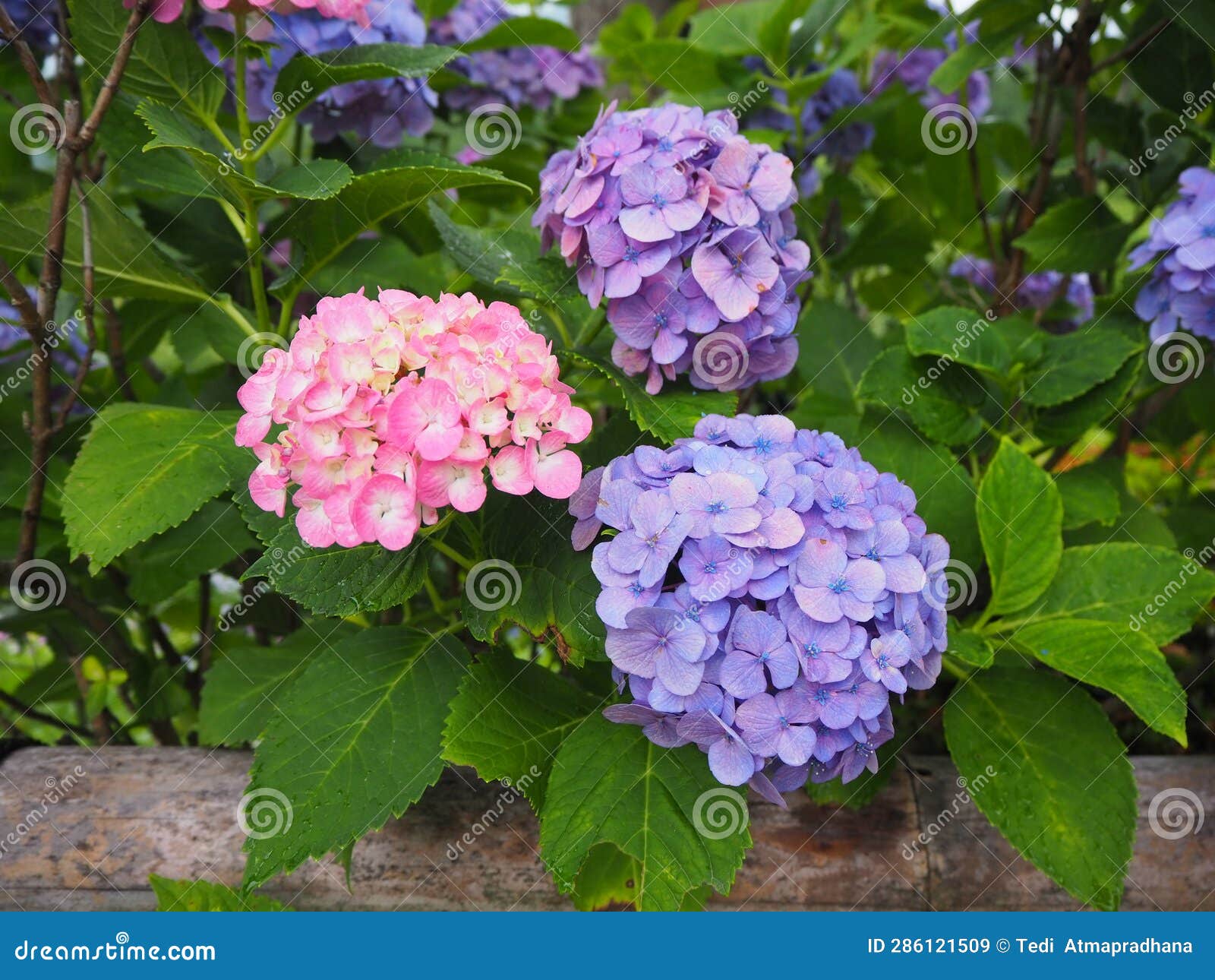 Nature S Elegance: the Allure of Hydrangea Blooms Stock Image - Image ...