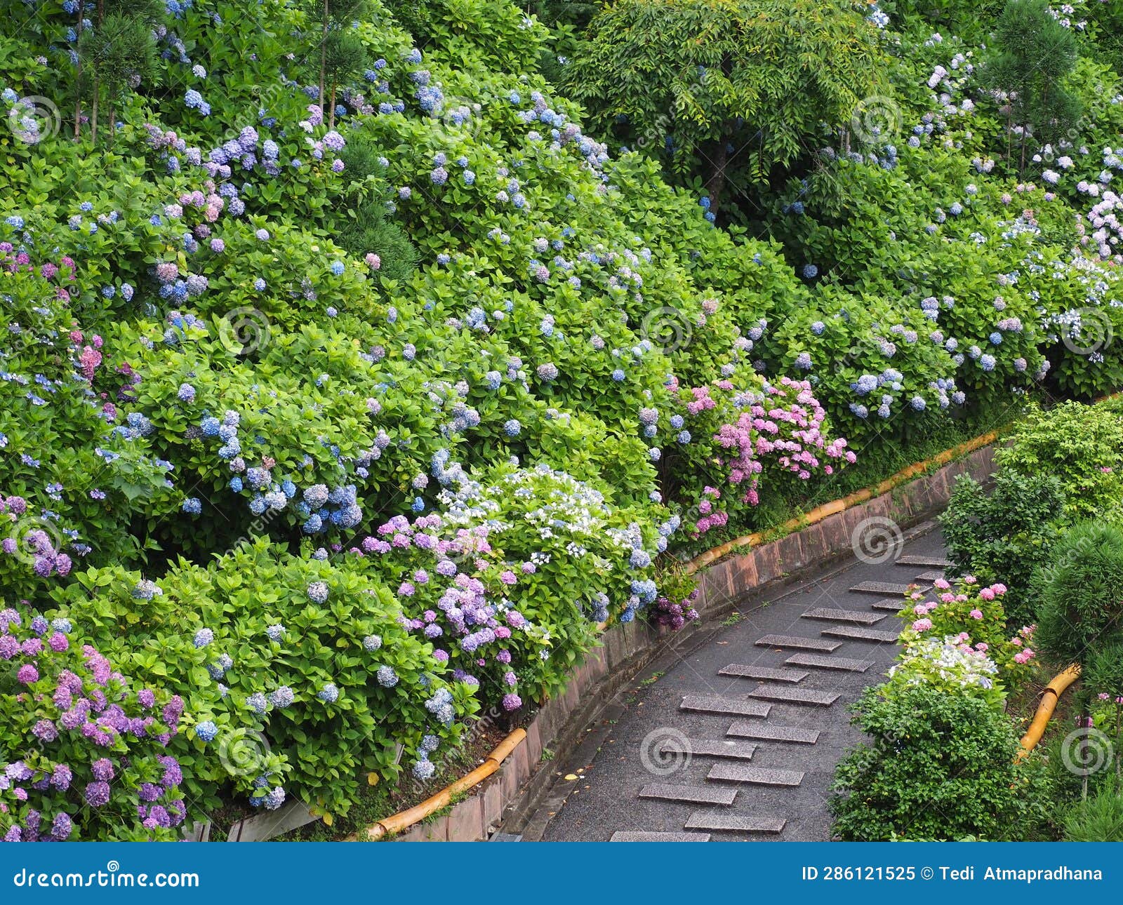 Nature S Elegance: the Allure of Hydrangea Blooms Stock Image - Image ...