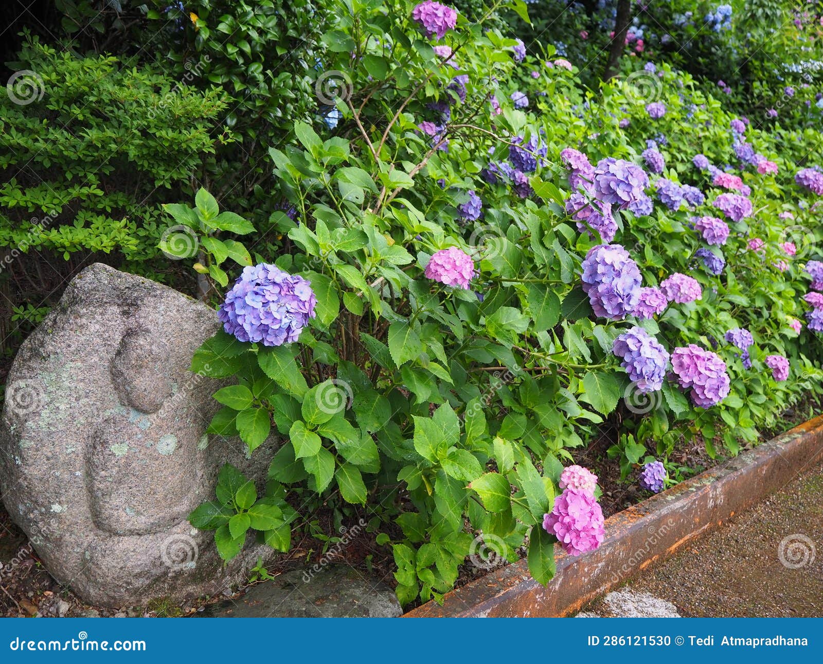 Nature S Elegance: the Allure of Hydrangea Blooms Stock Photo - Image ...