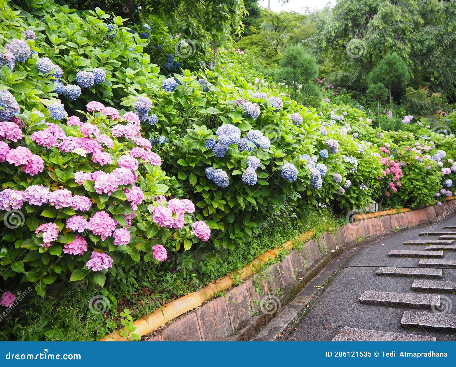 Nature S Elegance: the Allure of Hydrangea Blooms Stock Image - Image ...