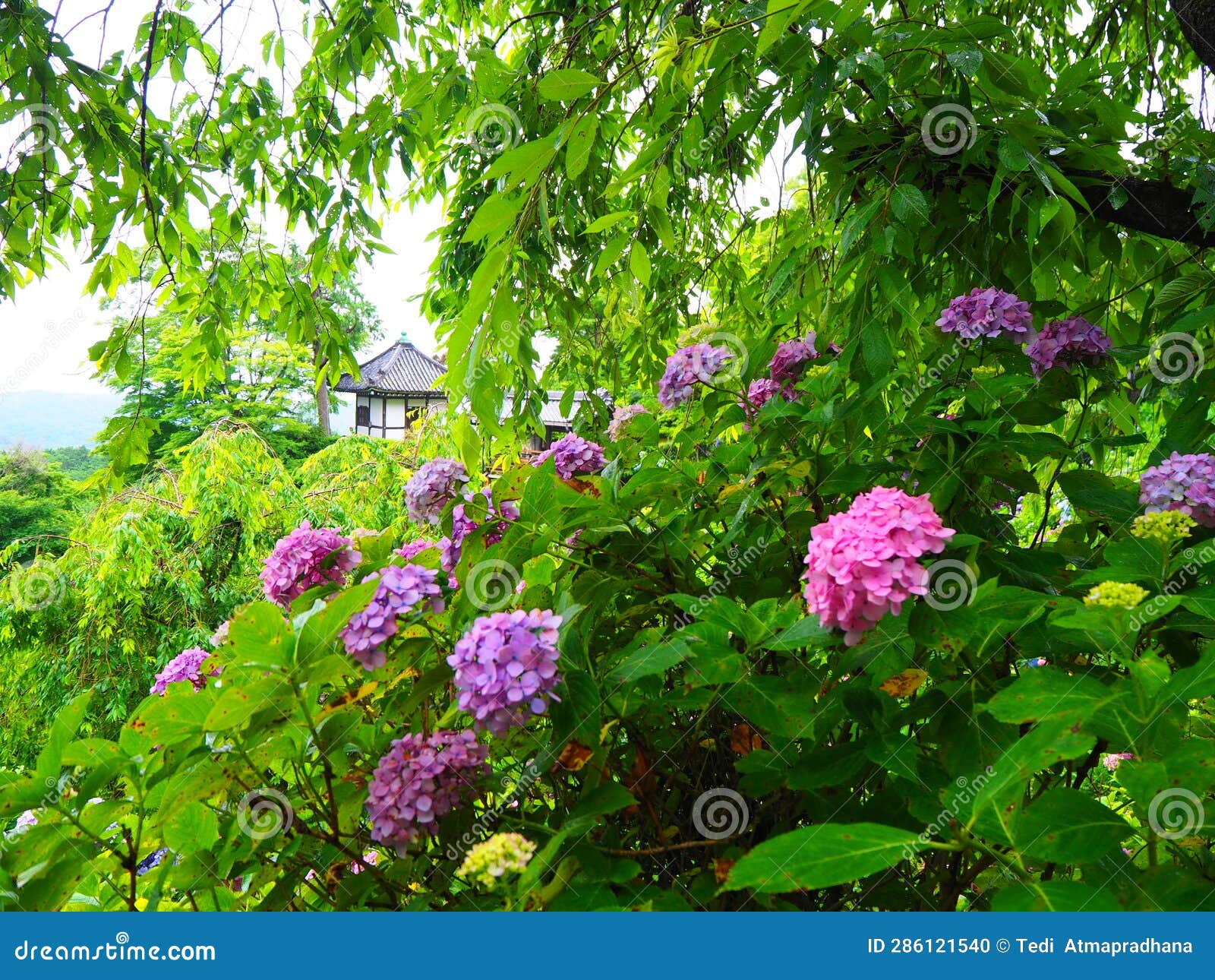 Nature S Elegance: the Allure of Hydrangea Blooms Stock Photo - Image ...