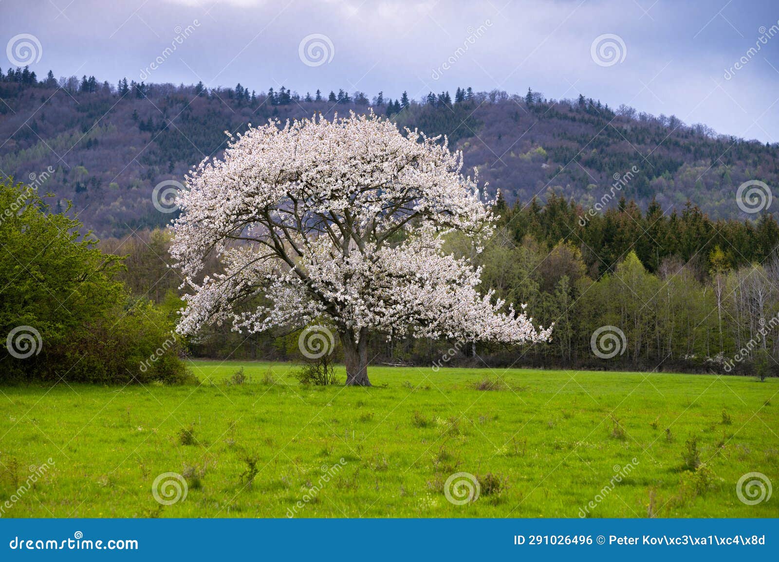 Nature S Elegance: a Stunning White Cherry Blossom Canopy in Spring ...