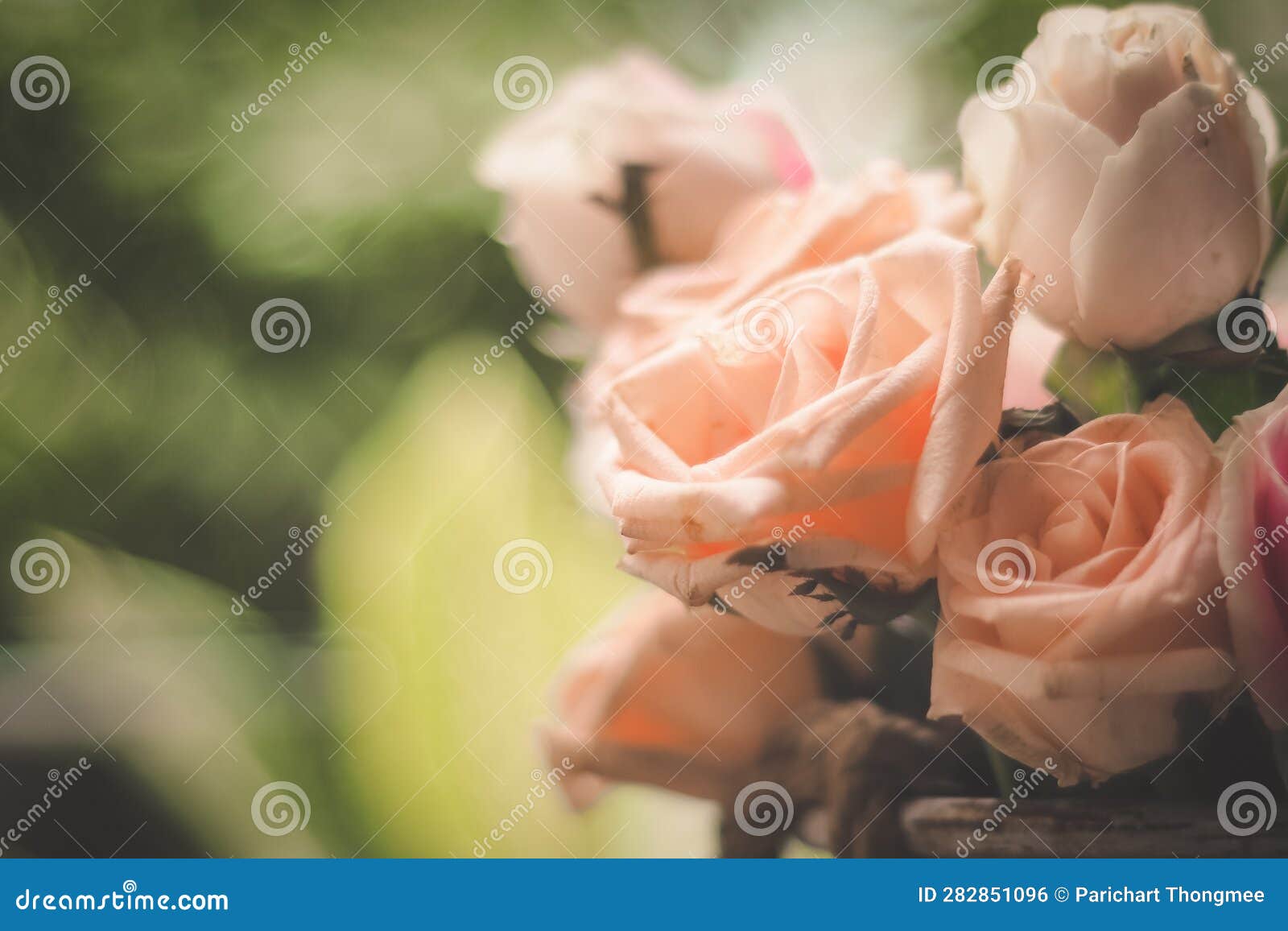Nature S Elixir: Fragrant Pink Roses Thriving in the Summer Garden ...