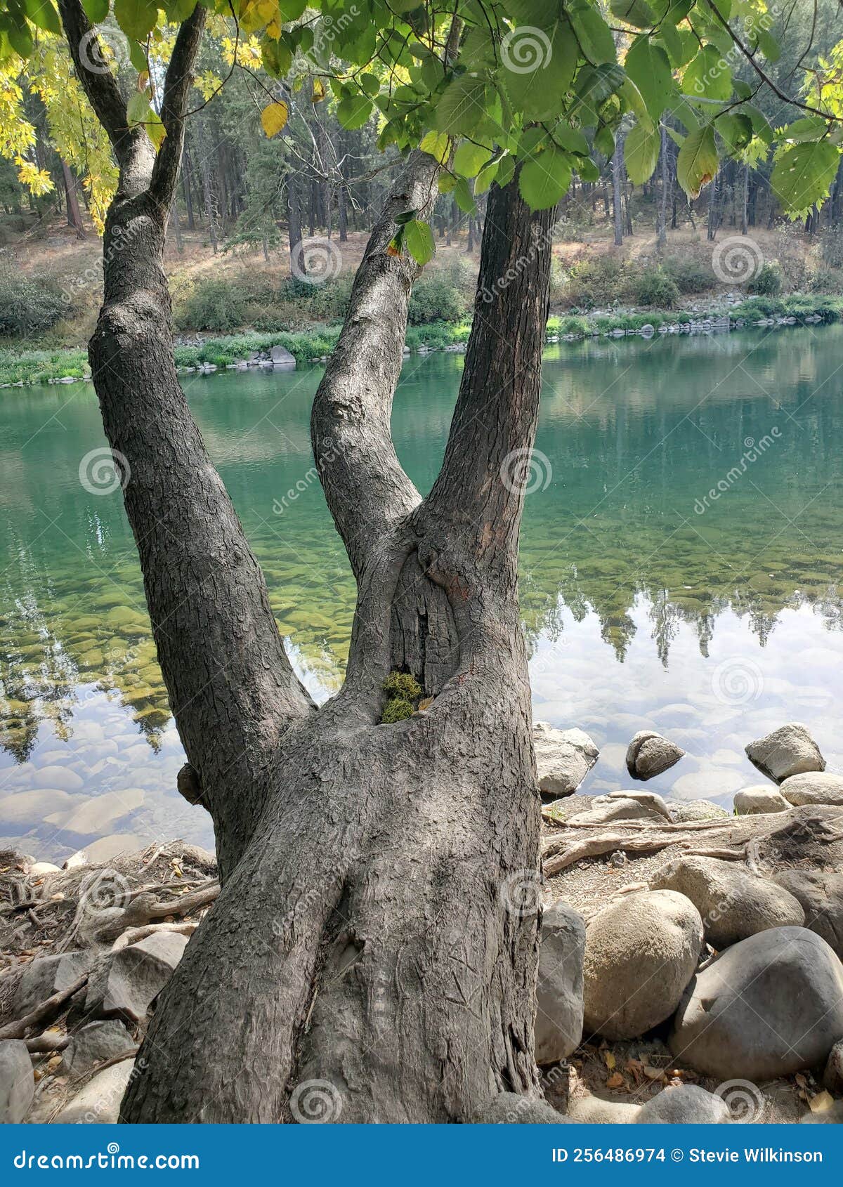 Nature& X27;s Finest Beauty Stock Photo - Image of jungle, plant: 256486974