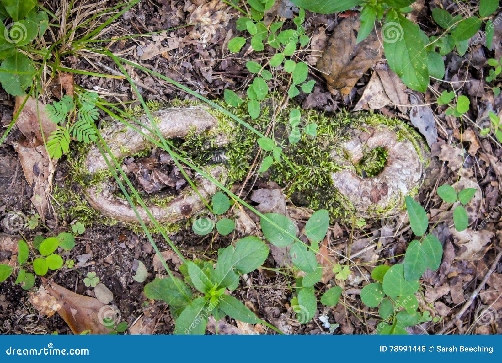 Nature s Footprint stock photo. Image of natures, root - 78991448