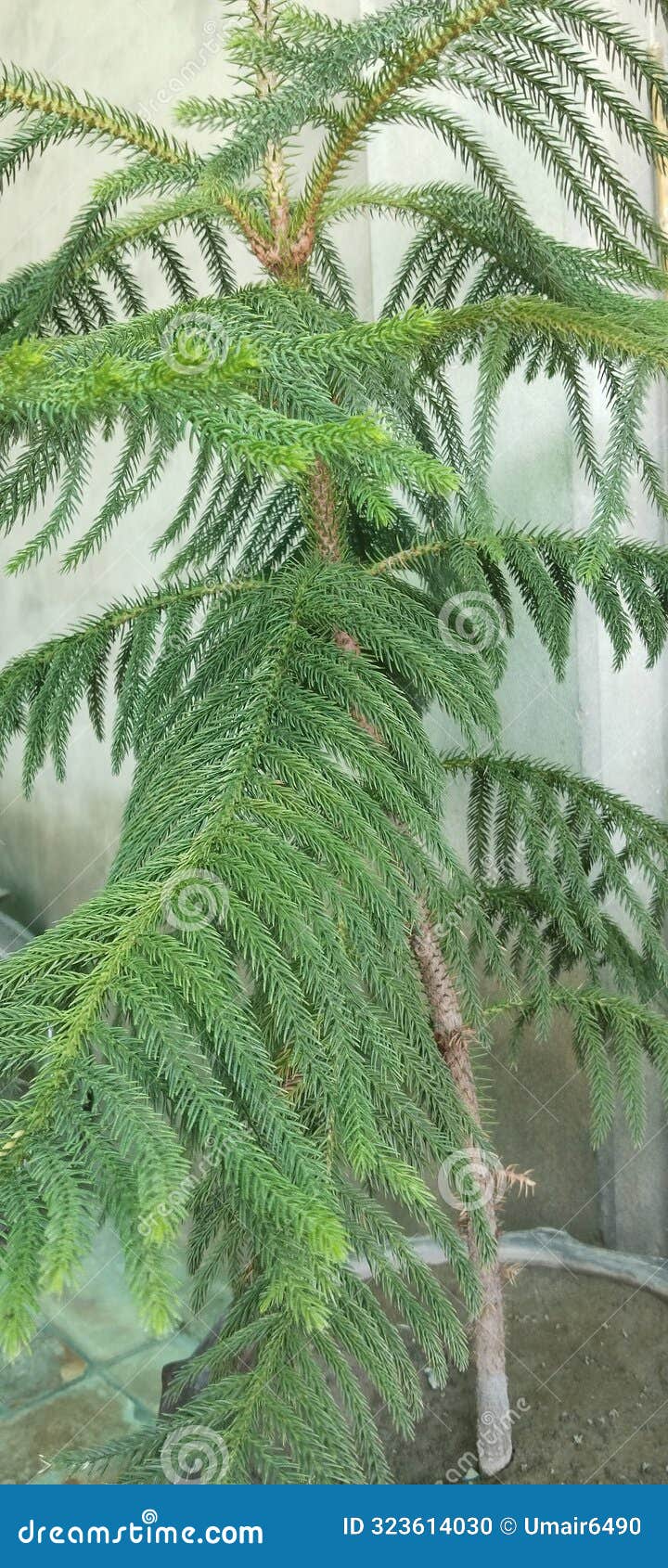 Nature& X27;s Geometry Modern 3D Green Plant Vector Illustration Stock ...