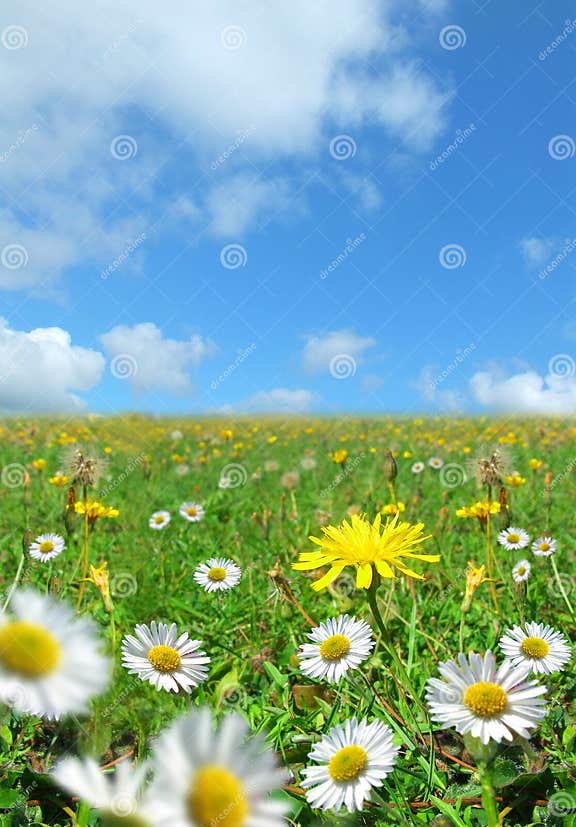 Nature s Glory stock image. Image of grassy, field, holiday - 1165471