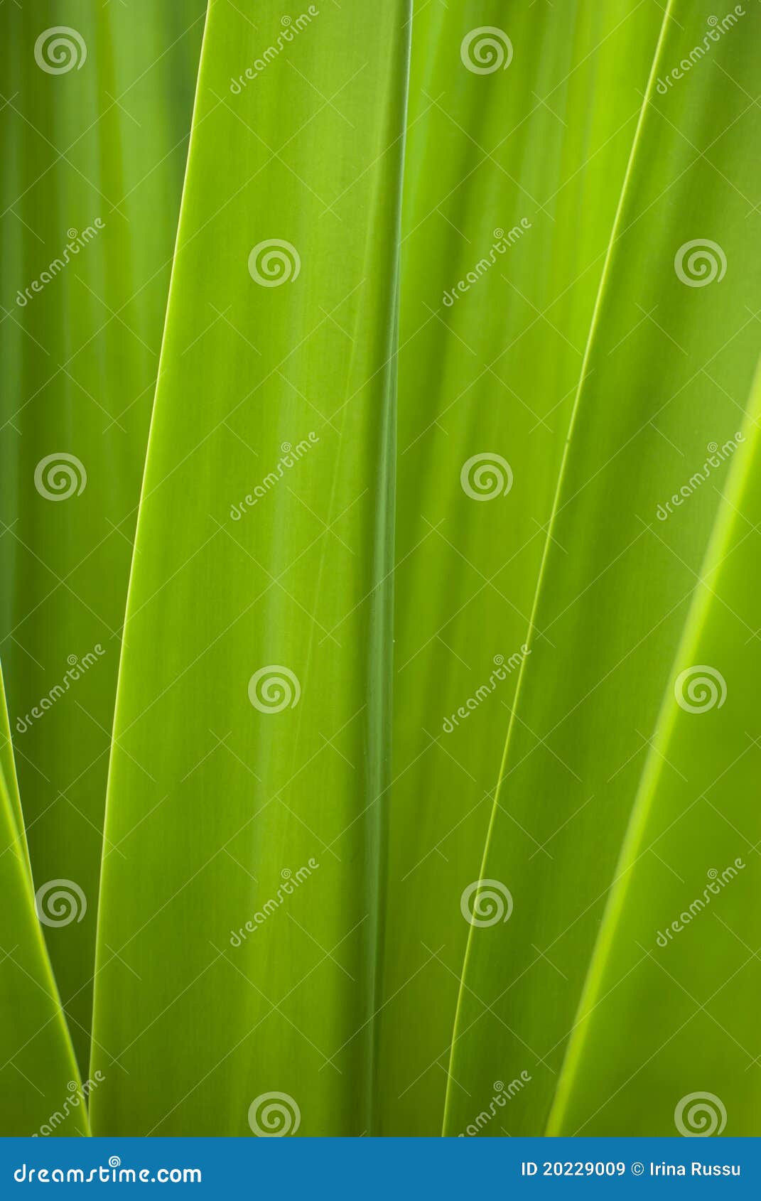Nature s Green Color stock image. Image of lines, vertical - 20229009