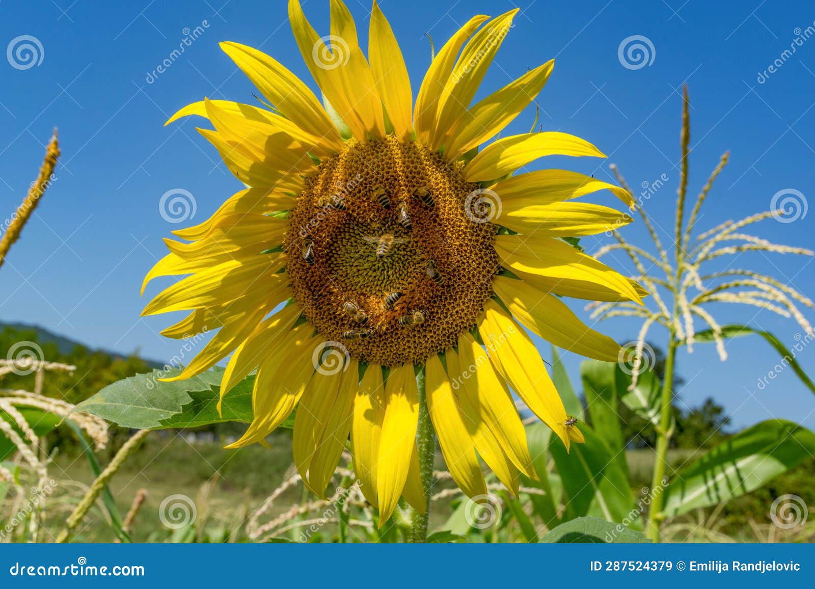 Nature S Harmony: Sunflower Blossom Teeming with Busy Bees Stock Image ...