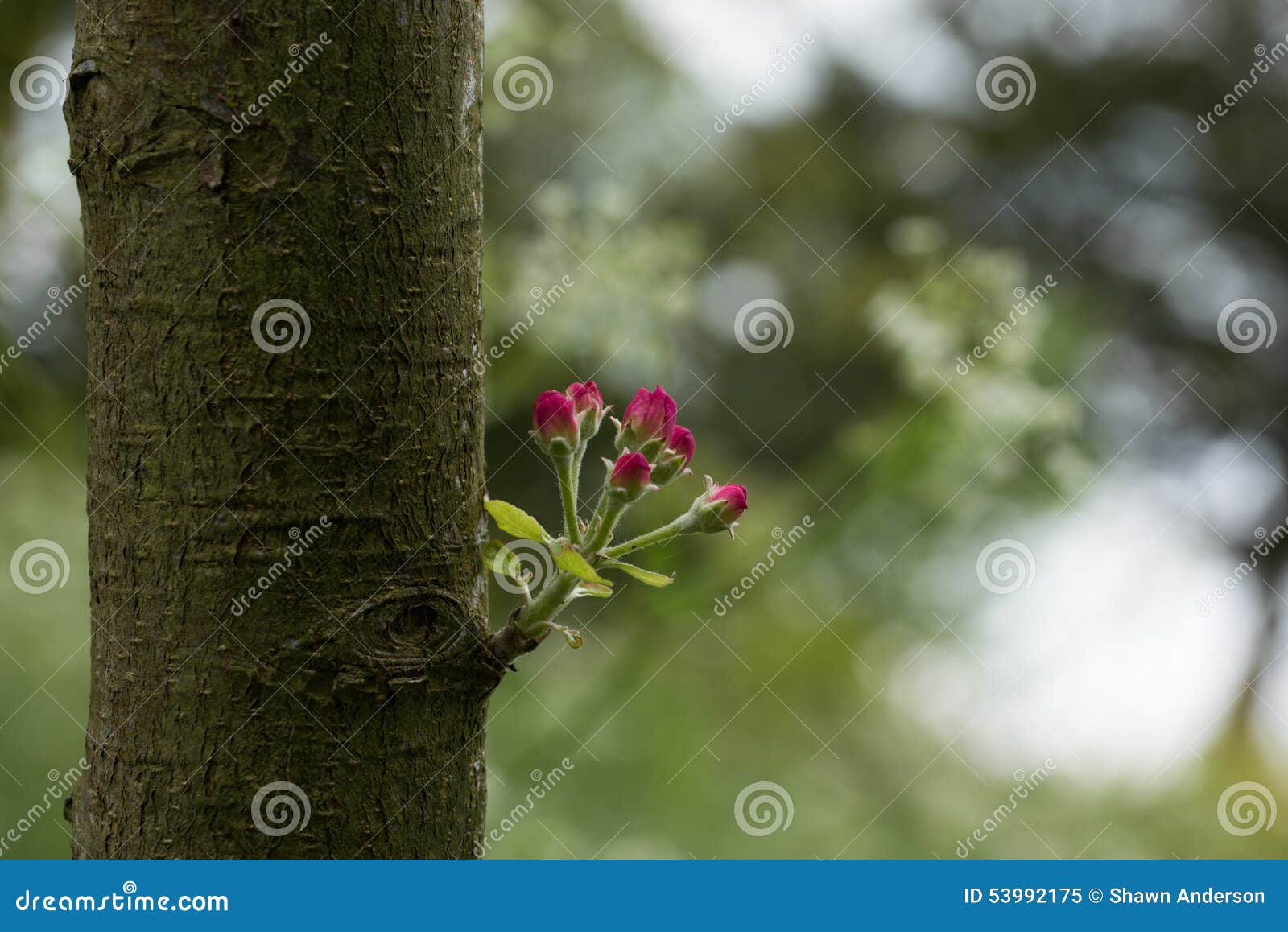 Nature s Little Bouquet stock image. Image of green, flowers - 53992175