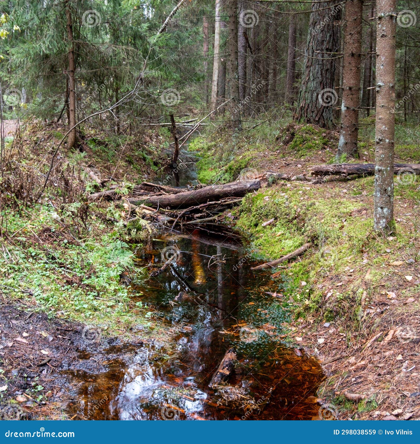 Nature S Passage: Branches Bridging the Brown Waters of a Forest Ditch ... Nature S Passage: Branches Bridging the Brown Waters of a Forest Ditch ...