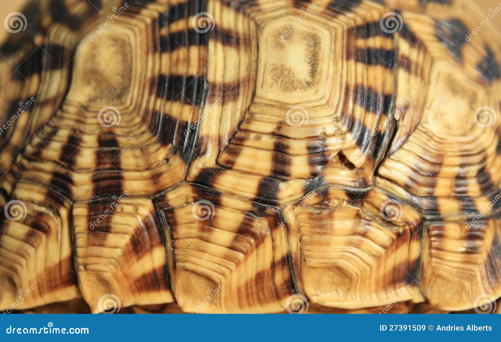 Nature S Patterns - Tortoise Stock Image - Image of feet, inspiring ...