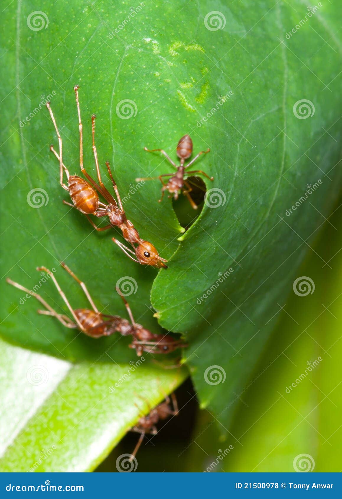 Ants Nest stock photo. Image of nature, material, insect - 21500978