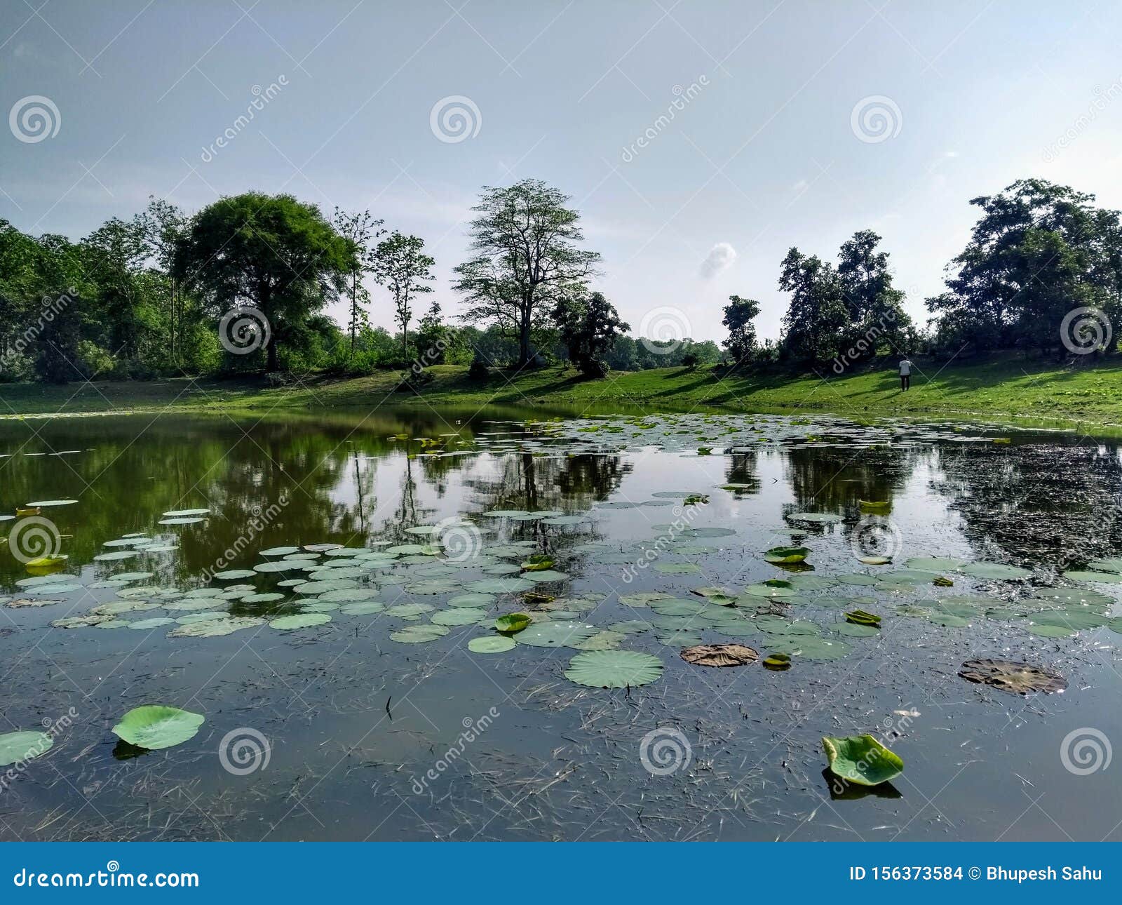 Natures reflection stock photo. Image of reflection - 156373584