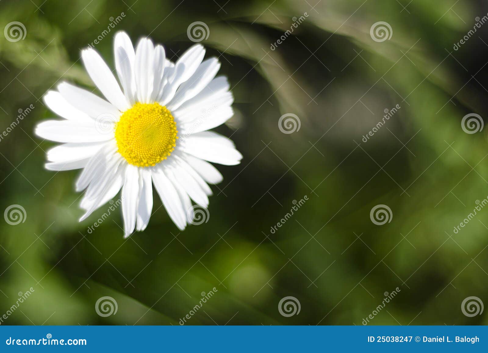 Nature`s Simplicity stock image. Image of simple, green - 25038247