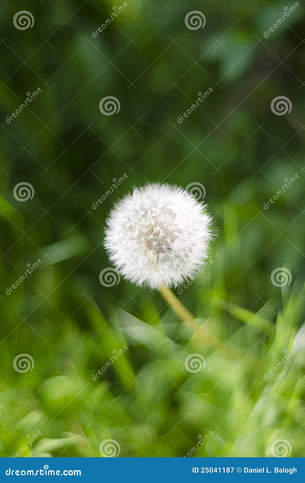 Nature`s Simplicity stock image. Image of blur, nature - 25041187