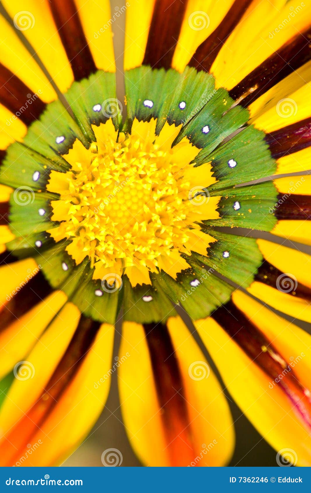 Nature s sunshine stock photo. Image of lines, petal, brown - 7362246