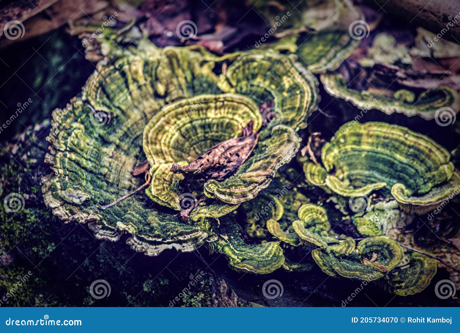 Nature s Swirls stock photo. Image of natural, botany - 205734070