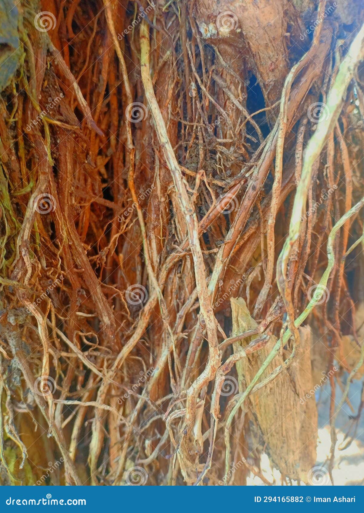 Nature& X27;s Tangled Beauty: Twisting Tree Roots in Close-Up Stock ...