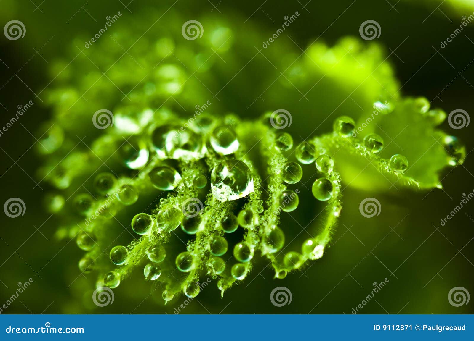 Nature`s Tear stock image. Image of raindrop, background - 9112871
