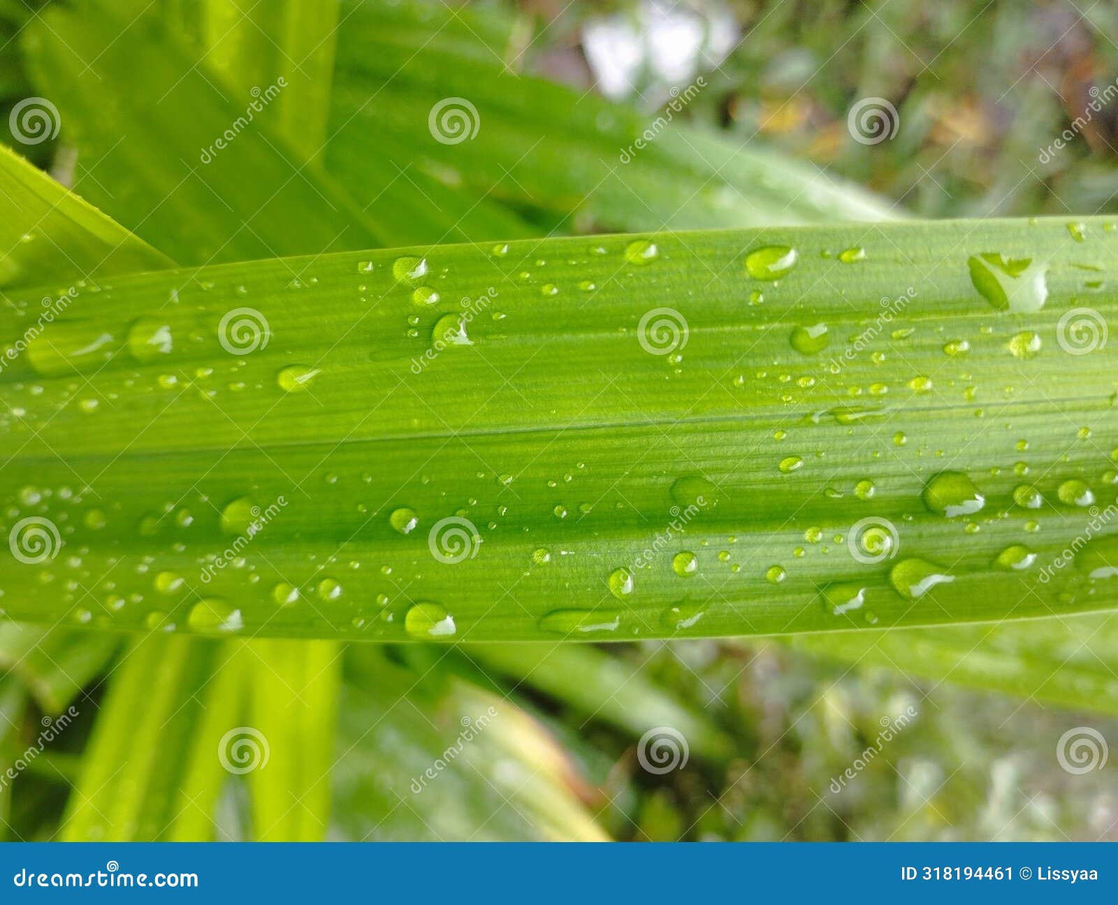 Nature& X27;s Tears: Water on Leaf Stock Image - Image of water, nature ...