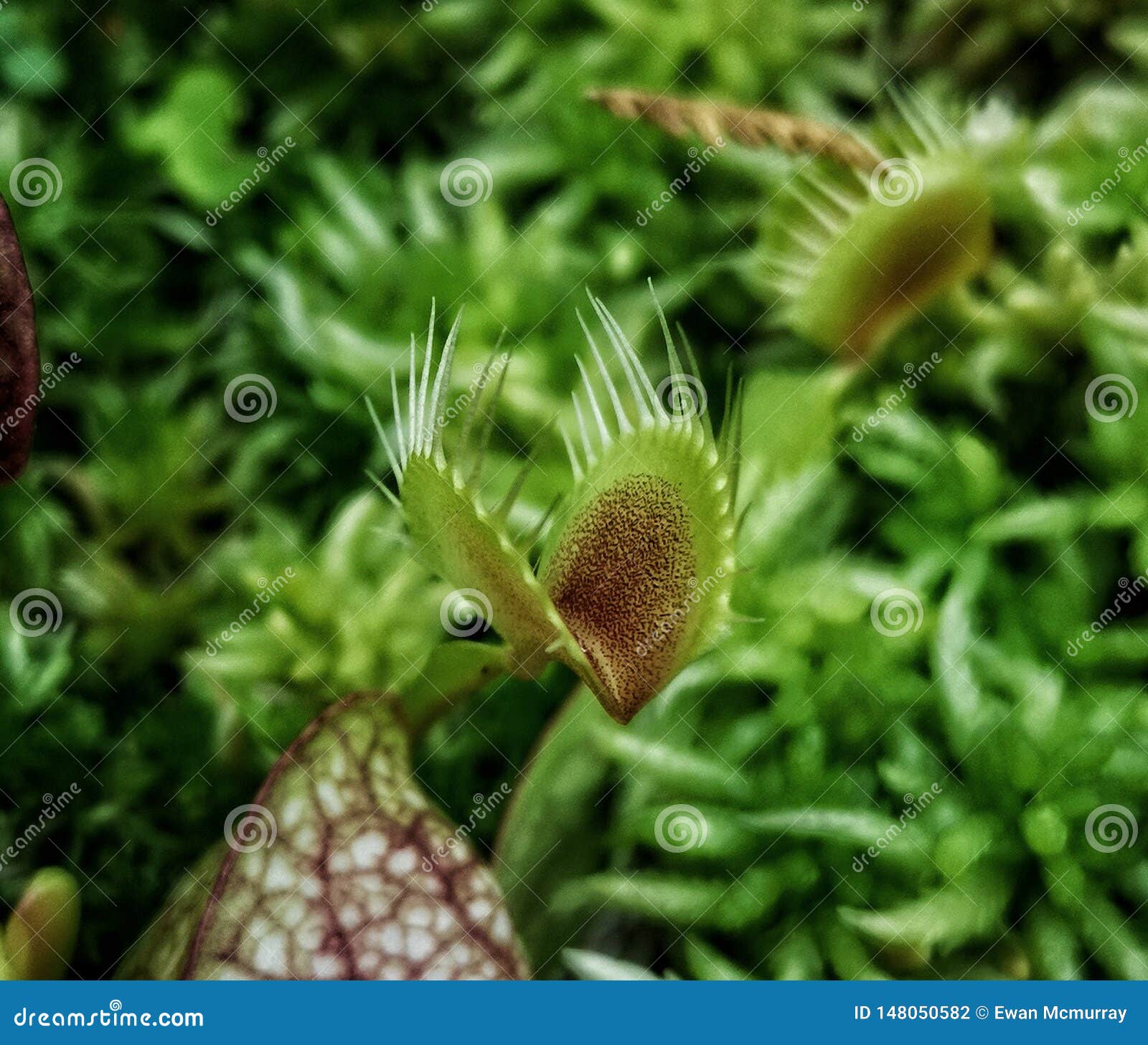 Nature s Trap stock photo. Image of green, natures, flytrap - 148050582
