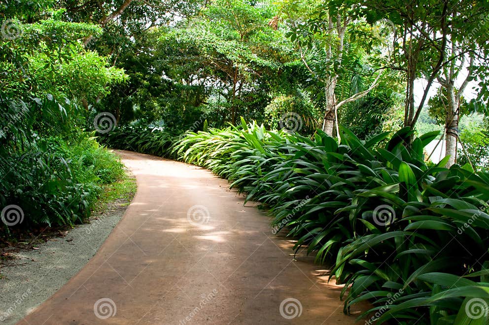 Nature s Walk stock photo. Image of wilderness, path - 17984924