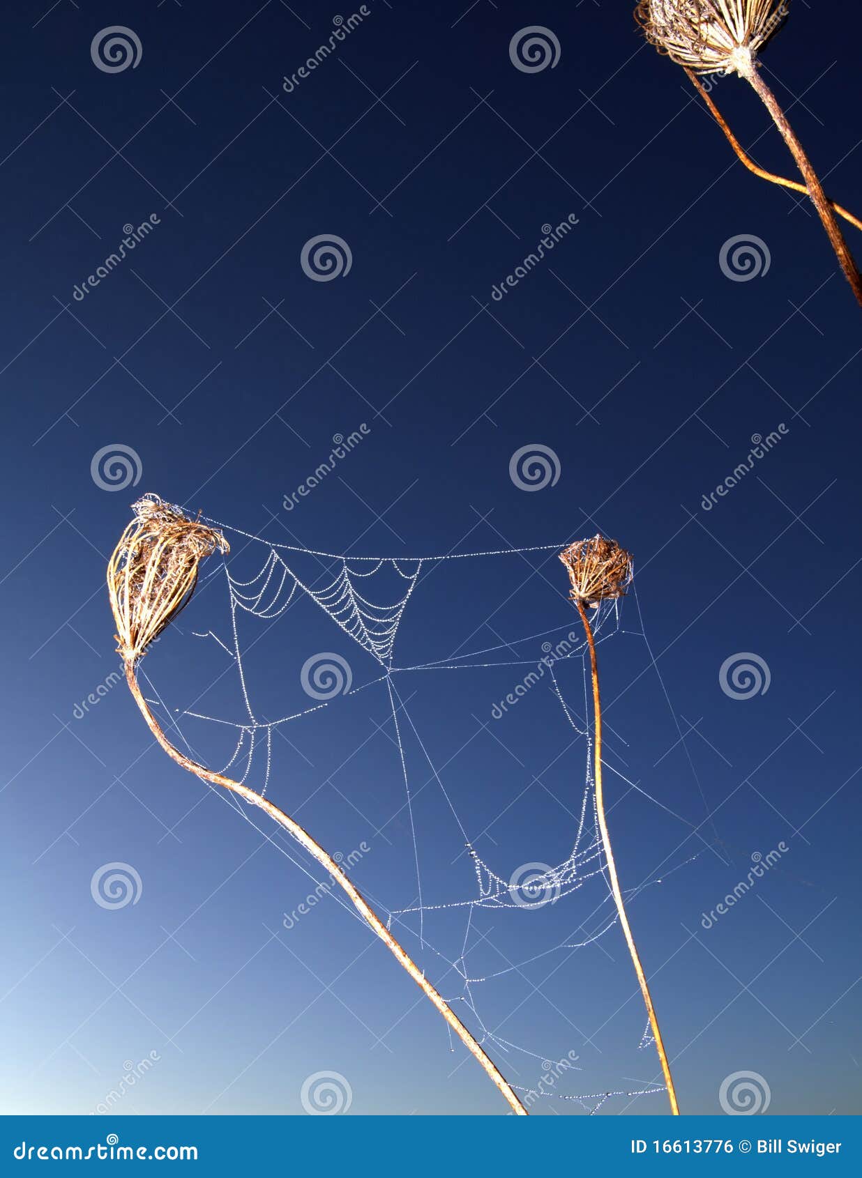 Nature s Web stock photo. Image of michigan, shiny, nature - 16613776