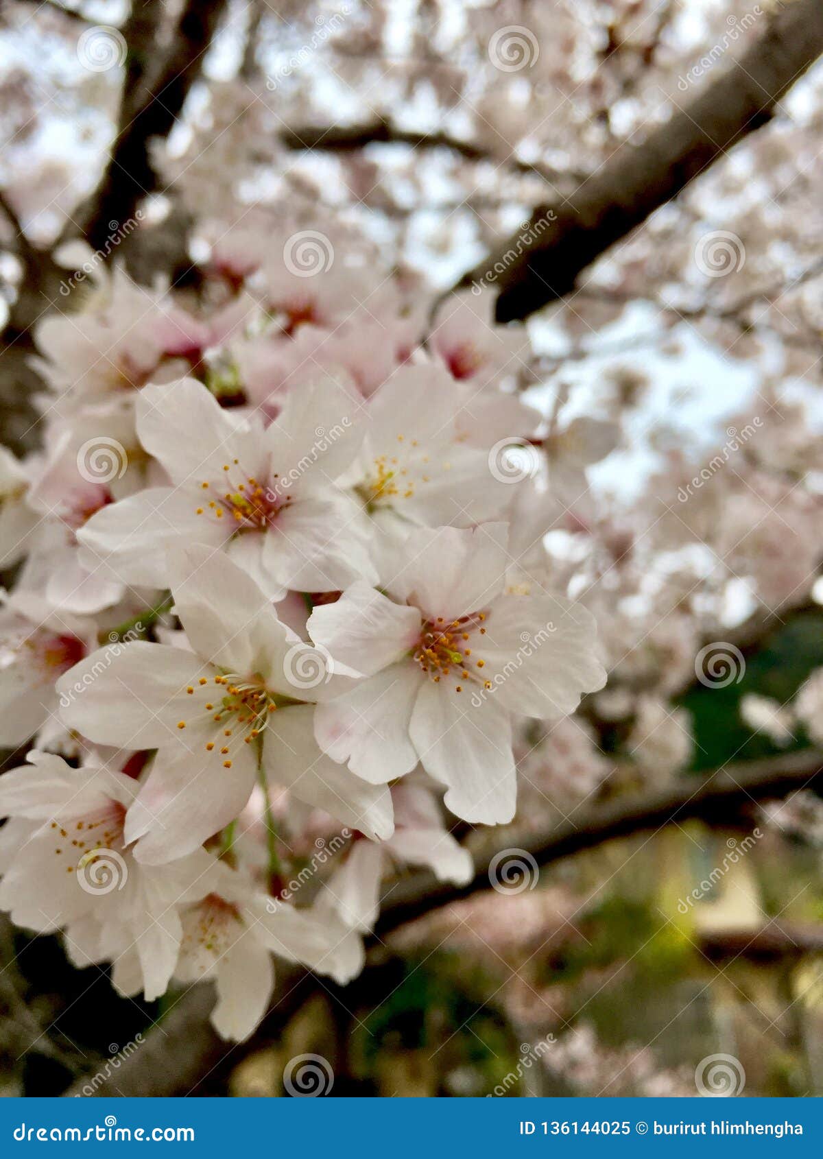 Sakura stock image. Image of sakura, view, japan, nature - 136144025