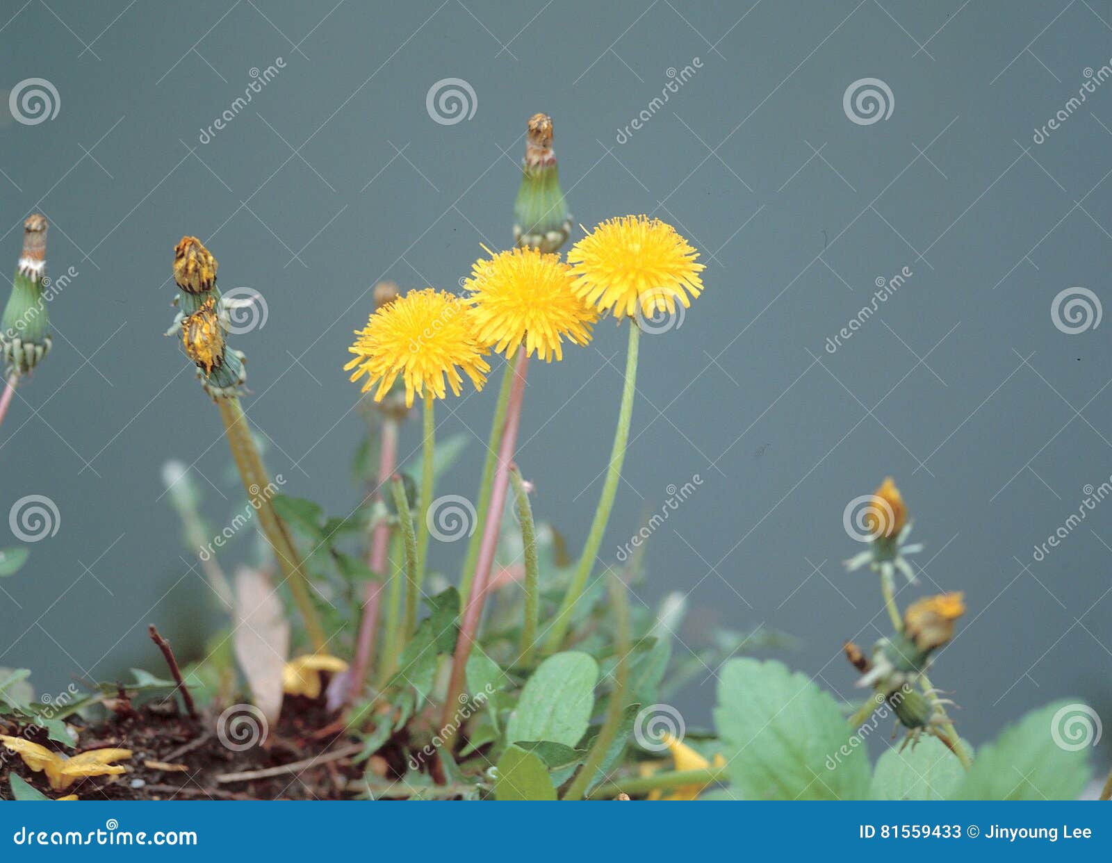 Nature stock image. Image of sand, dandelion, nature - 81559433