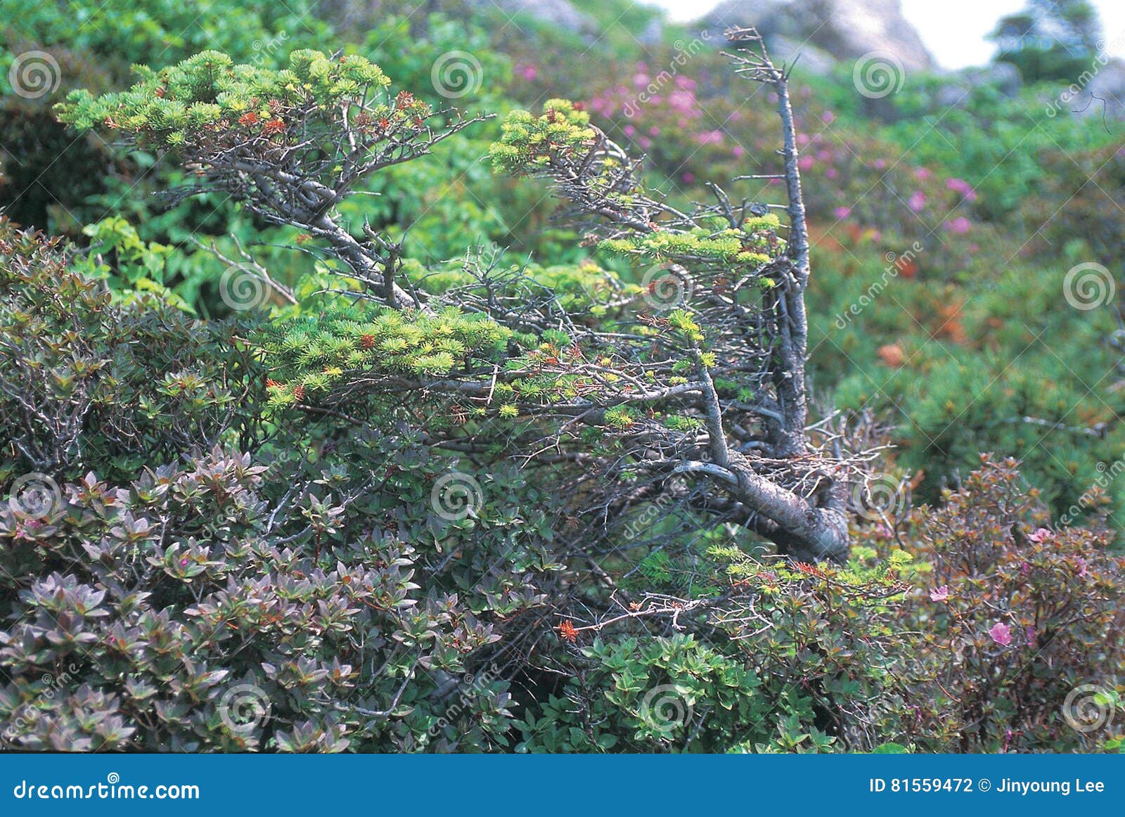 Nature stock photo. Image of sand, branch, plant, nature - 81559472