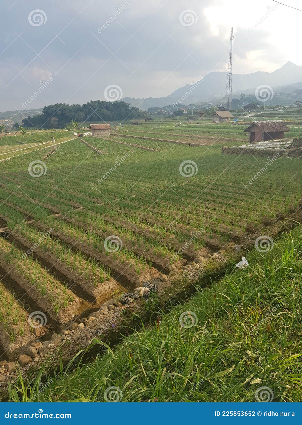 Nature sawah stock photo. Image of plant, waterway, geology - 225853652