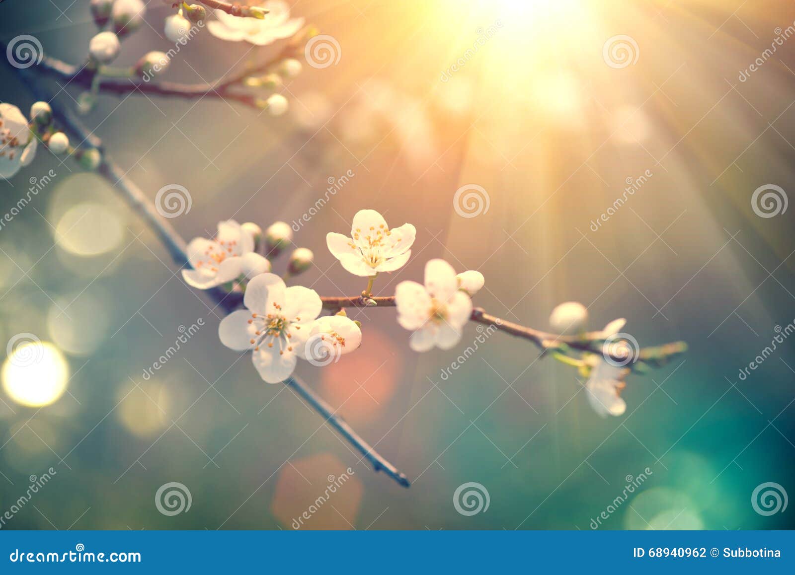 Nature Scene with Blooming Tree and Sun Flare Stock Photo - Image of ...