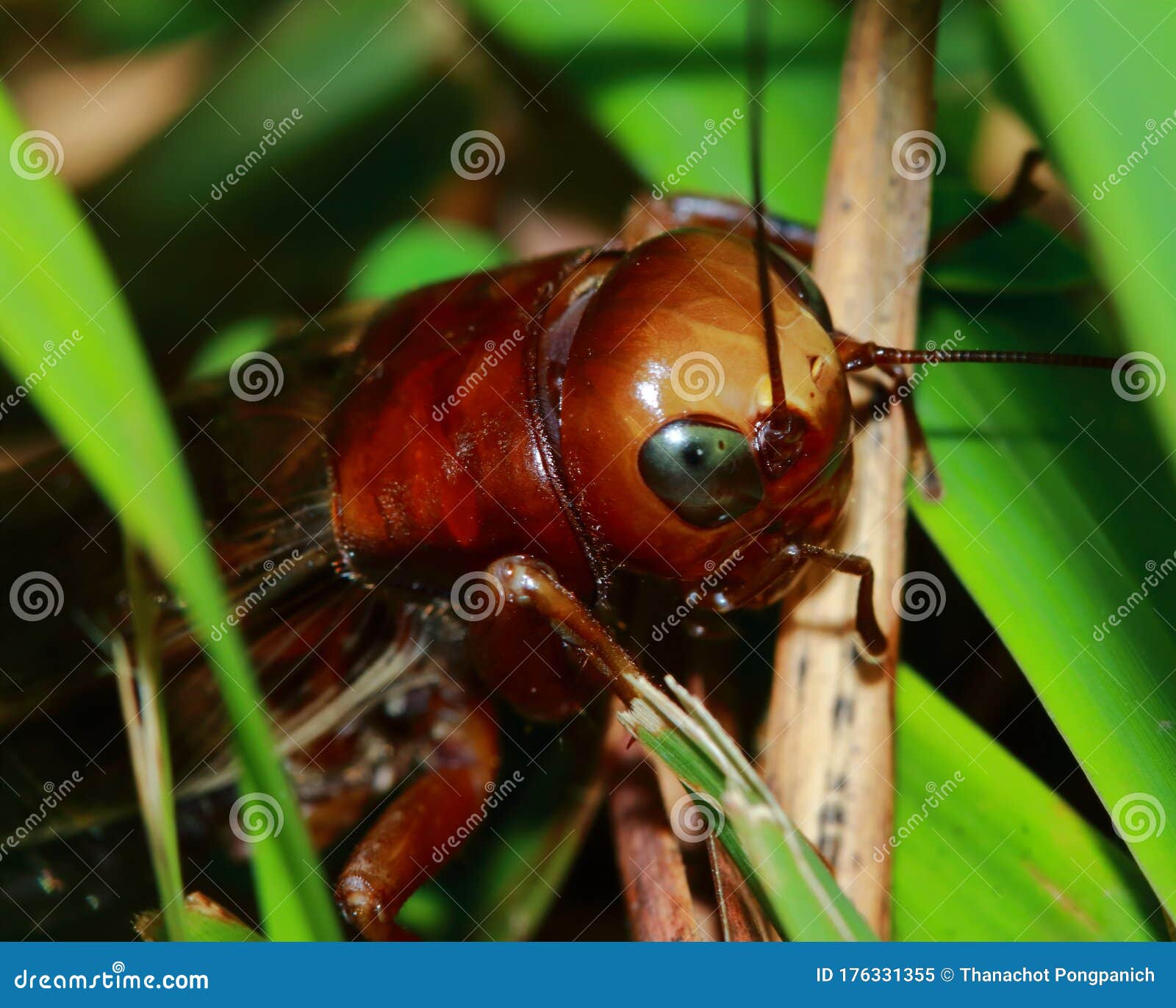 Nature Scene of Giant Cricket Stock Image - Image of gryllus, animal ...